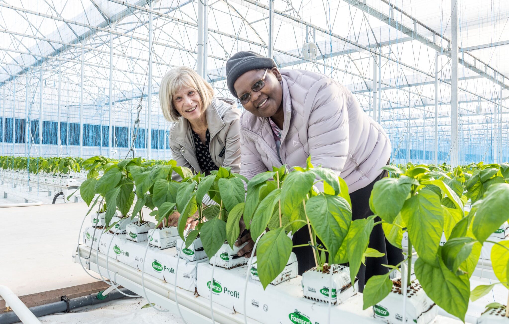 First planting in the Newest Hothouse – Emseni Farming
